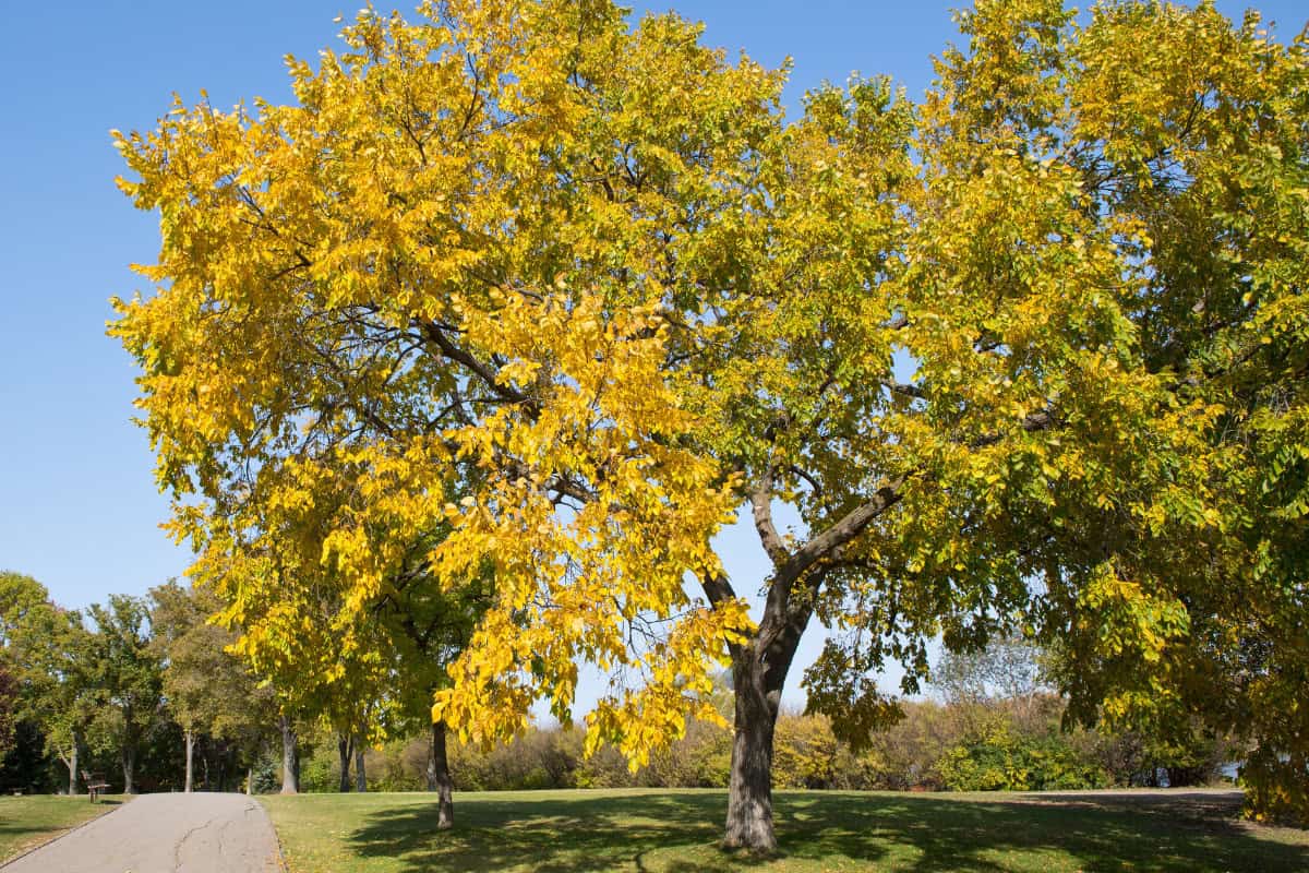 American Elm Firewood Profile | Backyard Toasty