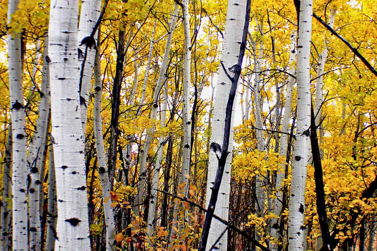 Eastern Poplar Firewood Profile | Backyard Toasty