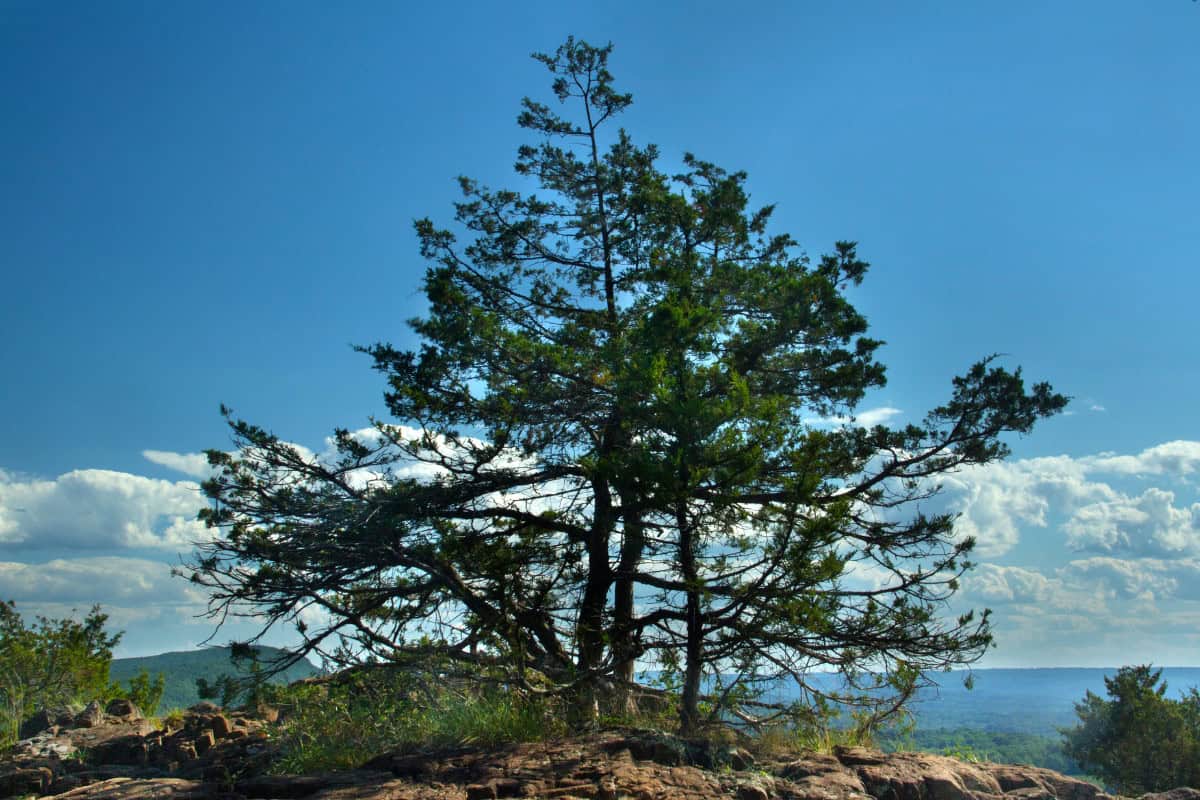 Eastern Red Cedar Firewood Profile | Backyard Toasty