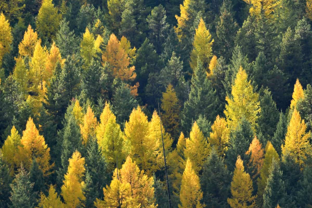 Tamarack Firewood Profile | Backyard Toasty